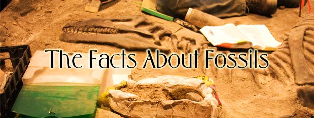 The Facts About Fossils